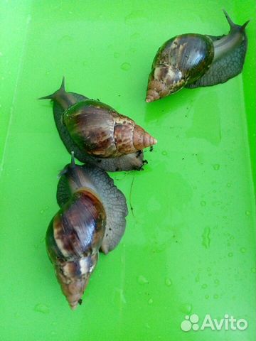 Улитка Ахатинская