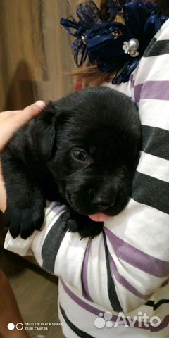 Метис Кане-Корсо и чёрная Немецкая Овчарка