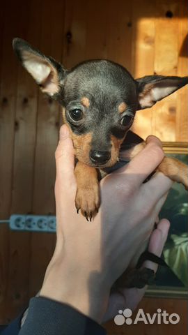 Длинноногая красотка