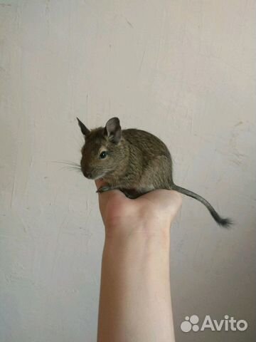 2 дегу с клеткой