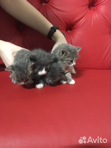 Милые котята ждут хозяев