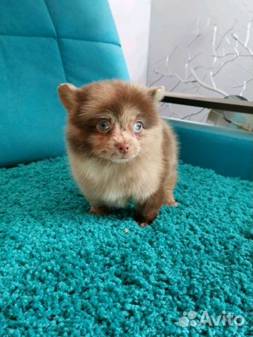 Щенок померанского шпица. Голубоглазый