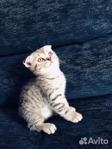 Шотландский вислоухий котёночек