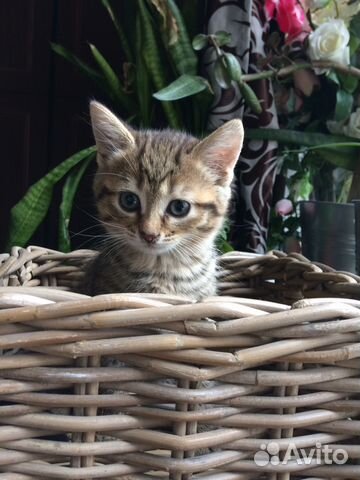 Котёнок мальчик метис британки