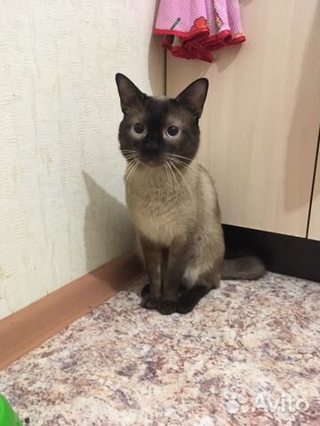 Вязка с тайским котом