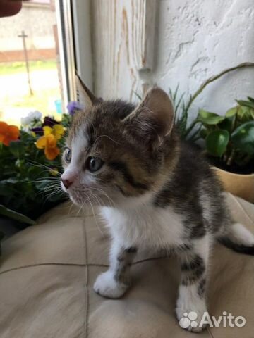 Котёночек с розово - черным носиком