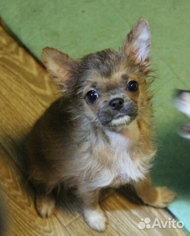 Девченочка