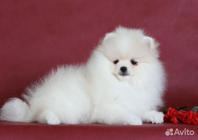 Очень красивая кремовая девочка