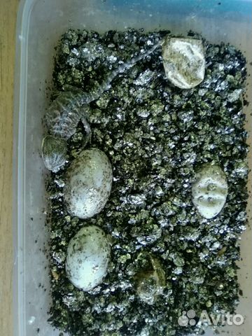 Агама бородатая