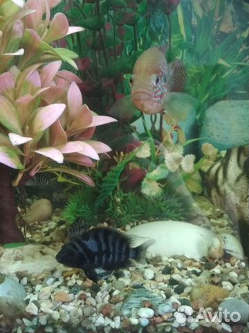 Продаю Цихлидов