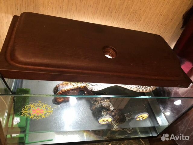 Красноухие черепахи