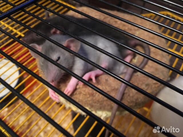 Крысятки малыши