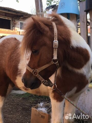 Шетлендский пони