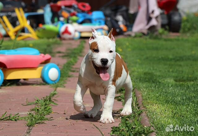 Крепыш амстафф - 2 месяца