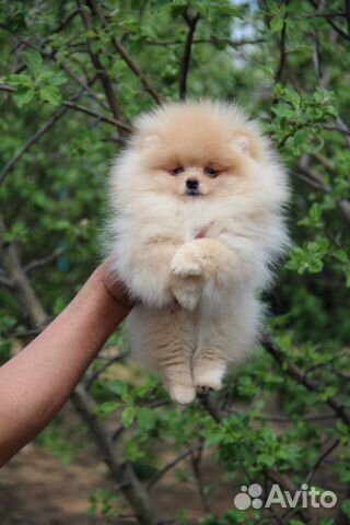 Шпиц, дев. лайт оранж окрас