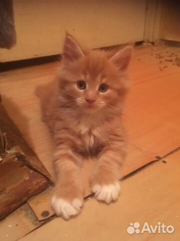 Котята мейн-кун ищут хозяев