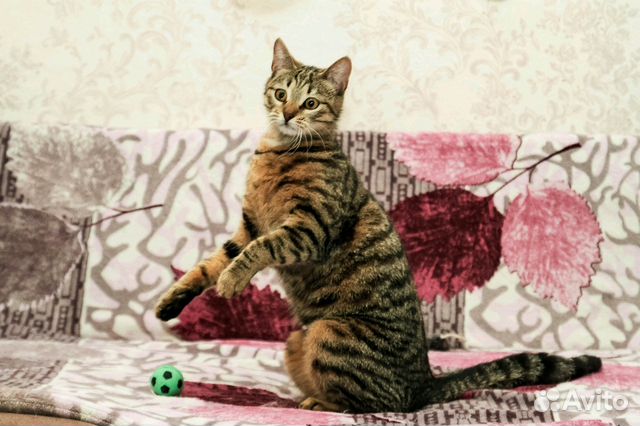 Кошечка Афина, возраст 9 месяцев