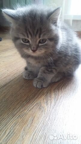 Продам британских мраморных