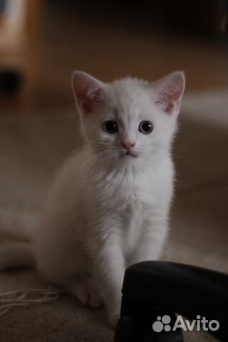 Голубоглазые котята фолды и страйты 2,5 мес