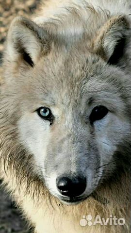 Щенки волкособа, волчата