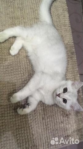 Котёнок бурмилла