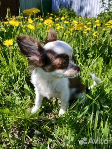 Милая девочка для дамской сумочки