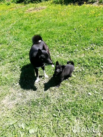 Продам щенка-девочку