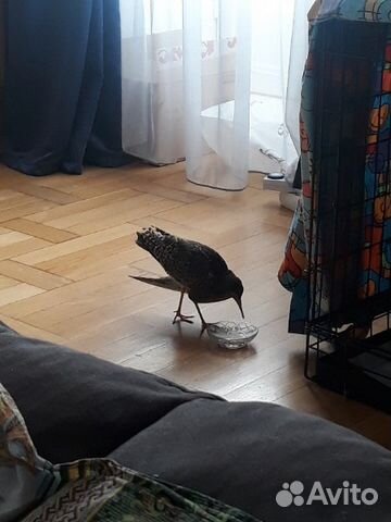 Птица на передержку