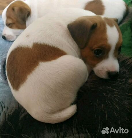 Щенок 1.5 месяца девочка