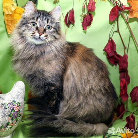 Обаятельная музыкальная кошечка в добрые руки