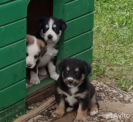 Австралийская овчарка аусси