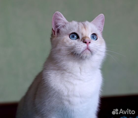 Британский львенок, ny133