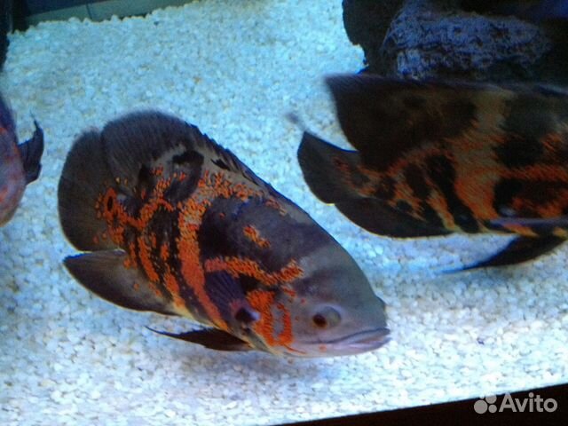 Астронотус 29 см