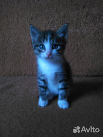 Два хорошеньких котика в добрые руки