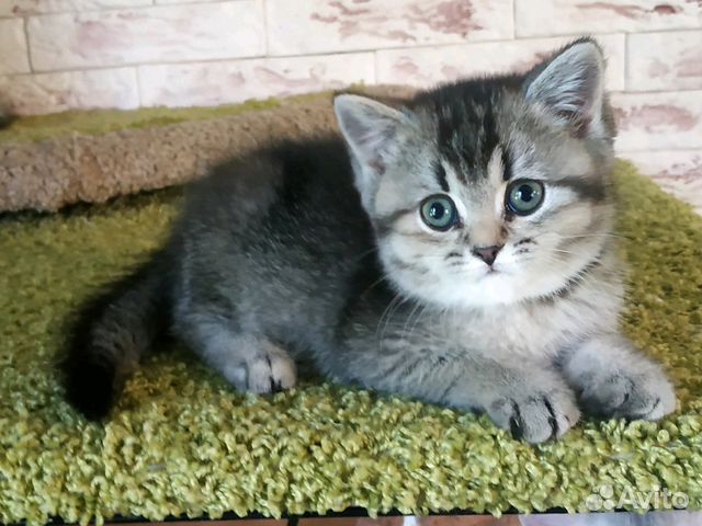 Британская кошка