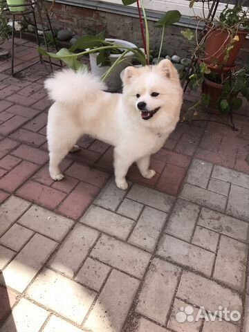 Подрощенный мальчик