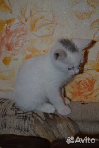 Белоснежка ищет дом