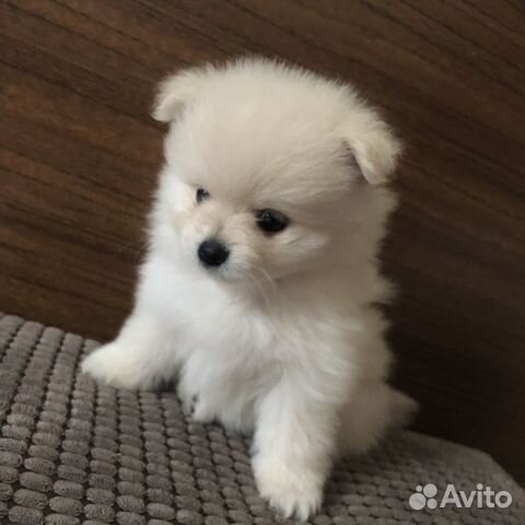 Щенок шпица