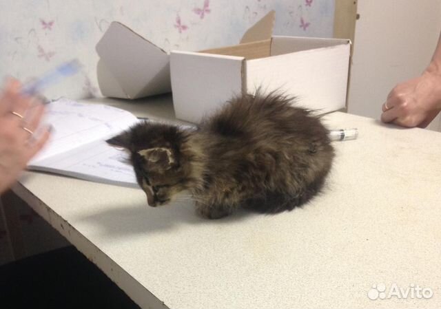 Отдаю хитрюгу В хорошие руки