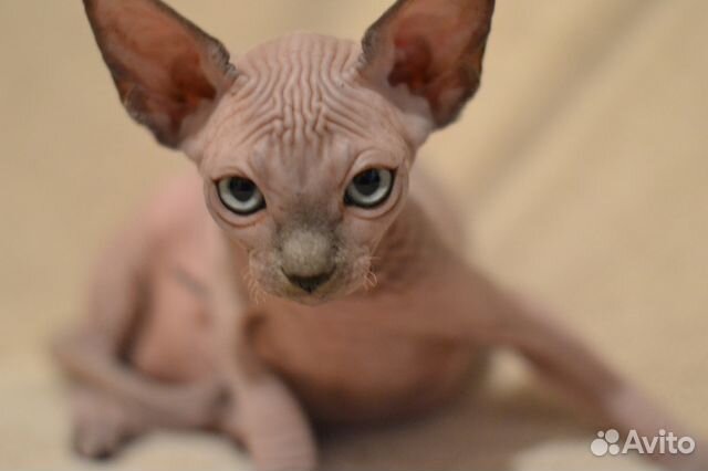 Красотка 2 мес