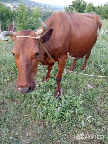 Продам корову