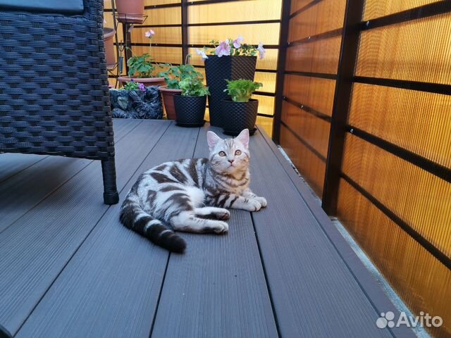 Шотландская прямоухая 5мес. Девочка