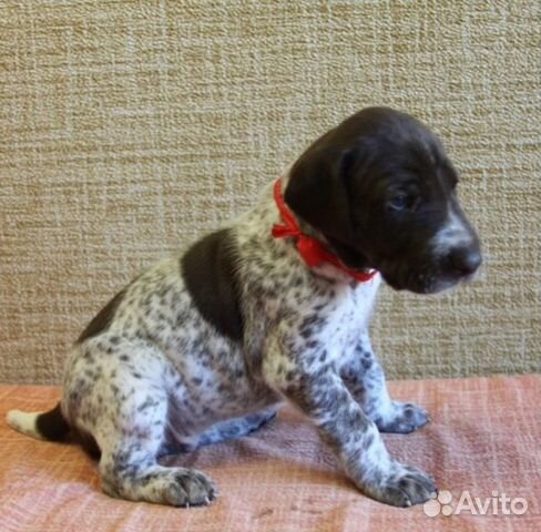 Щенки Карцхаар