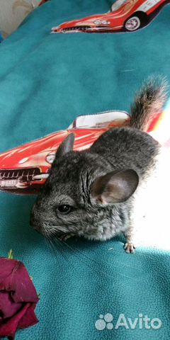 Шиншилла мальчики