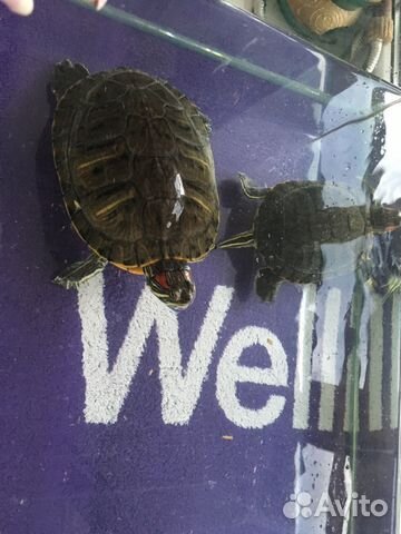 Черепахи в добрые руки