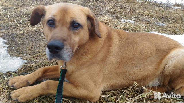 Афоня ищу хозяина с большим и добрым сердцем