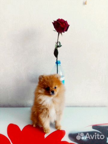 Счастье в Ваш дом. Шпиц Померанский Миник