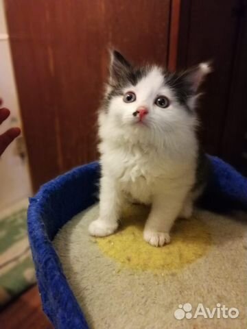 Котёнок девочка Кнопочка 2,5 мес в добрые руки