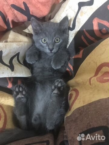 Котёнок