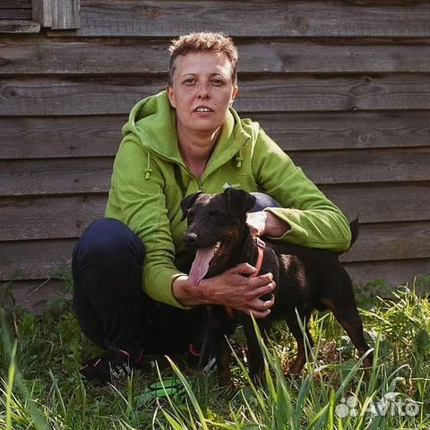 Щенки ягд терьера от рабочих родителей